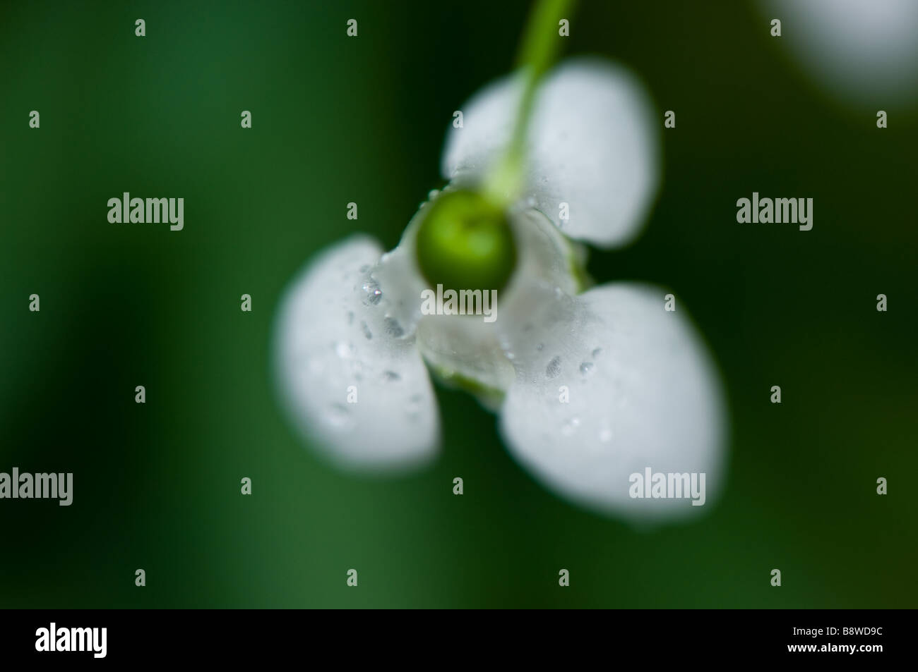 Snowdrop with water droplets hi-res stock photography and images - Alamy