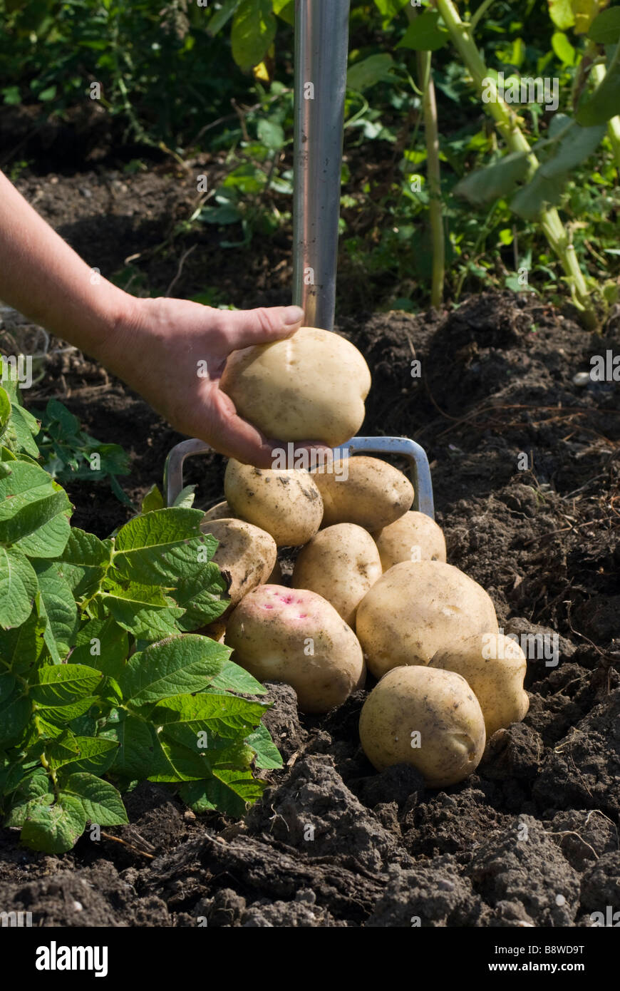 Lifting potato hi-res stock photography and images - Alamy