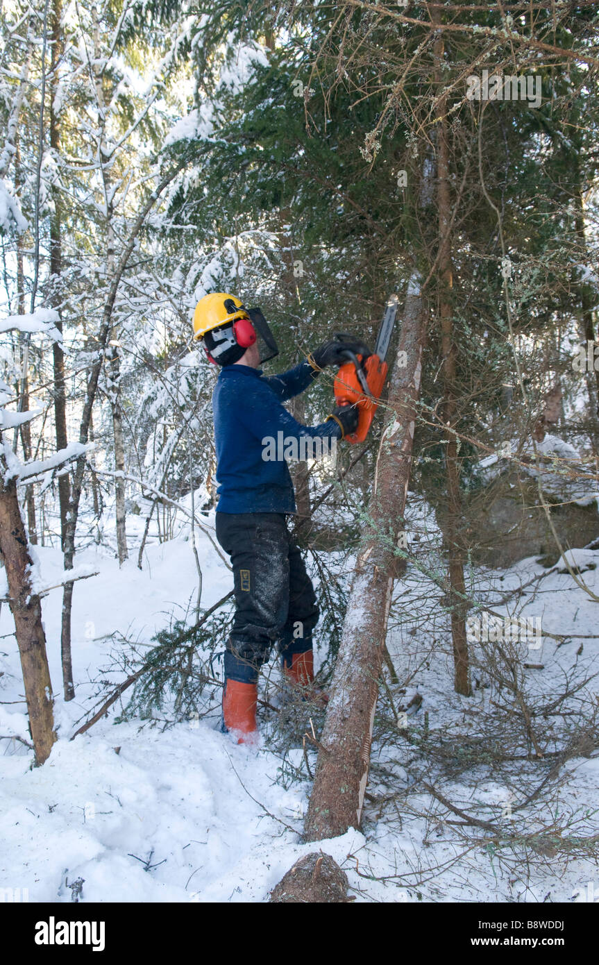 Man cutting down trees with chain saw Stock Photo - Alamy