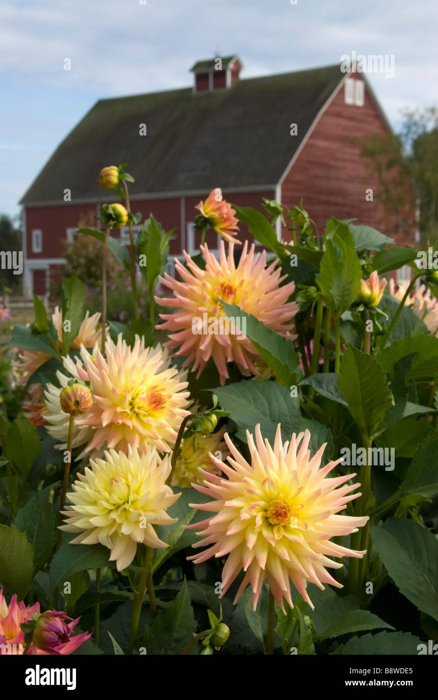 Beautiful dahlia flower garden in front of the large red barn at ...