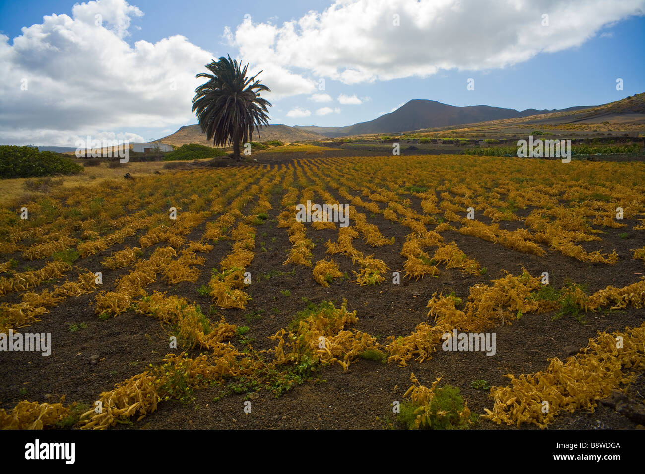 A palm tree in the middle of a barren field on the island of Lanzarote ...