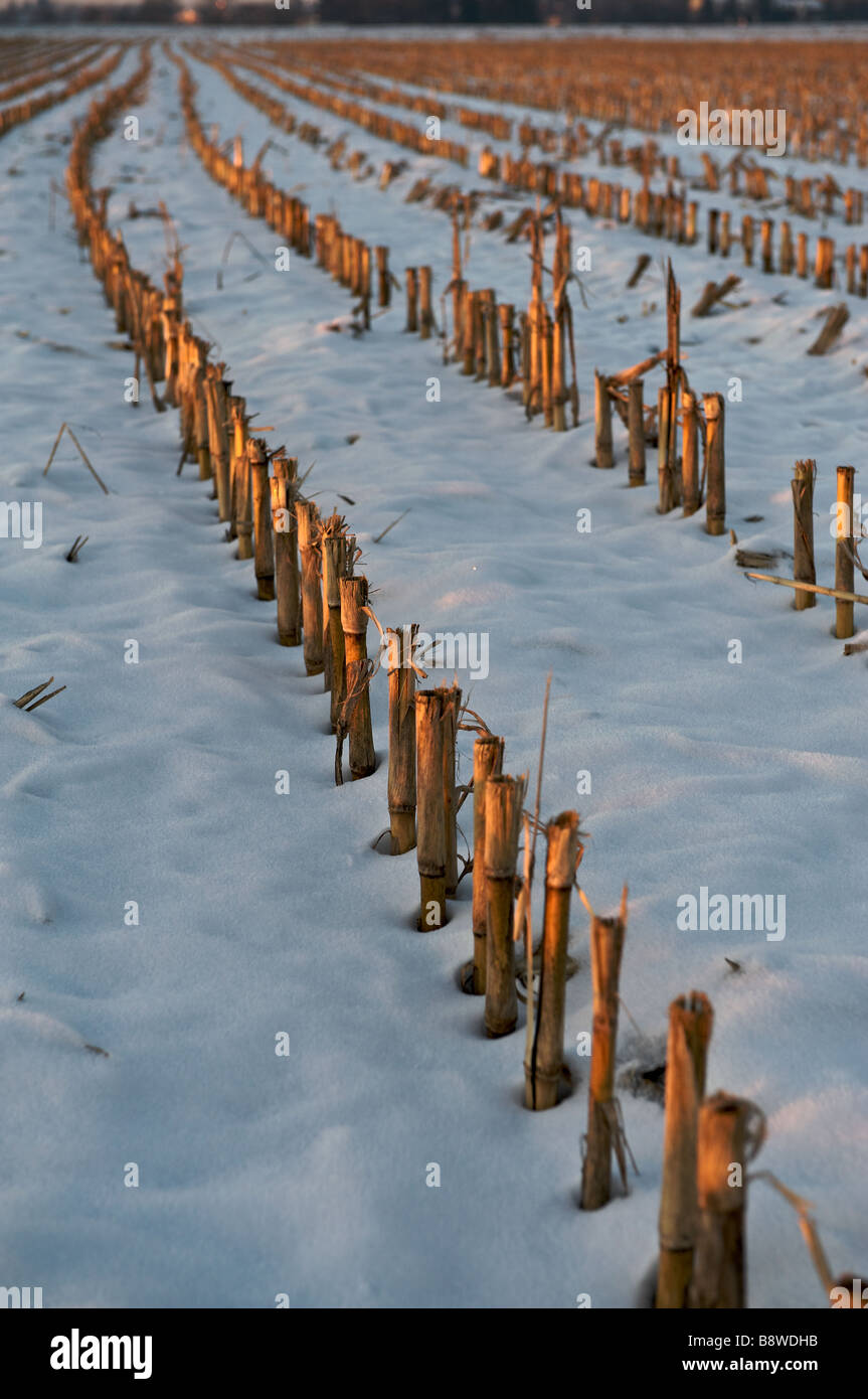 Cornfield in winter snow hi-res stock photography and images - Alamy