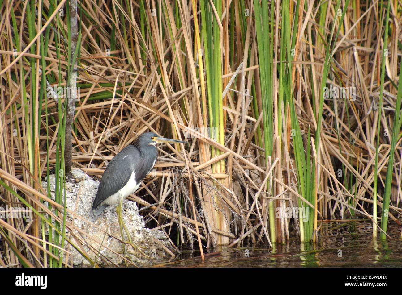 Coastal ecosystem balance hi-res stock photography and images - Alamy