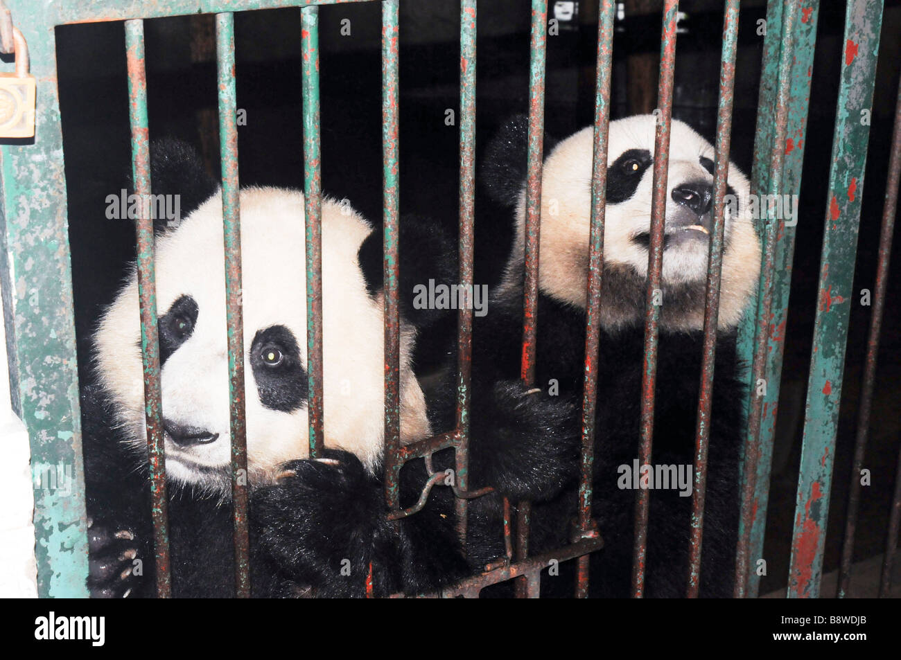 Panda cage hi-res stock photography and images - Alamy