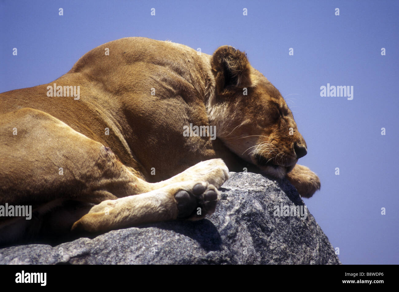 Close up portrait of a lioness sleeping on a large boulder at Simba ...