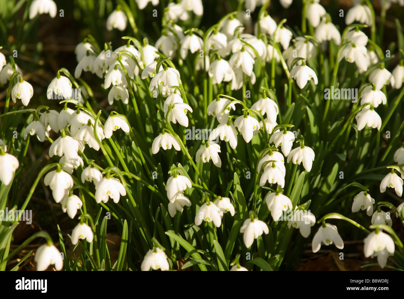 photograph of snowdrops in sunshine Stock Photo - Alamy