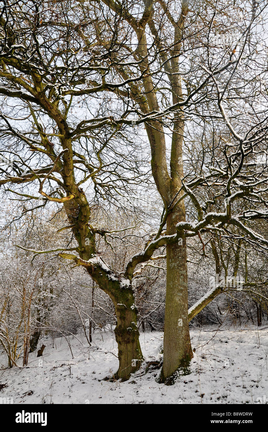 Two beech trees hi-res stock photography and images - Alamy