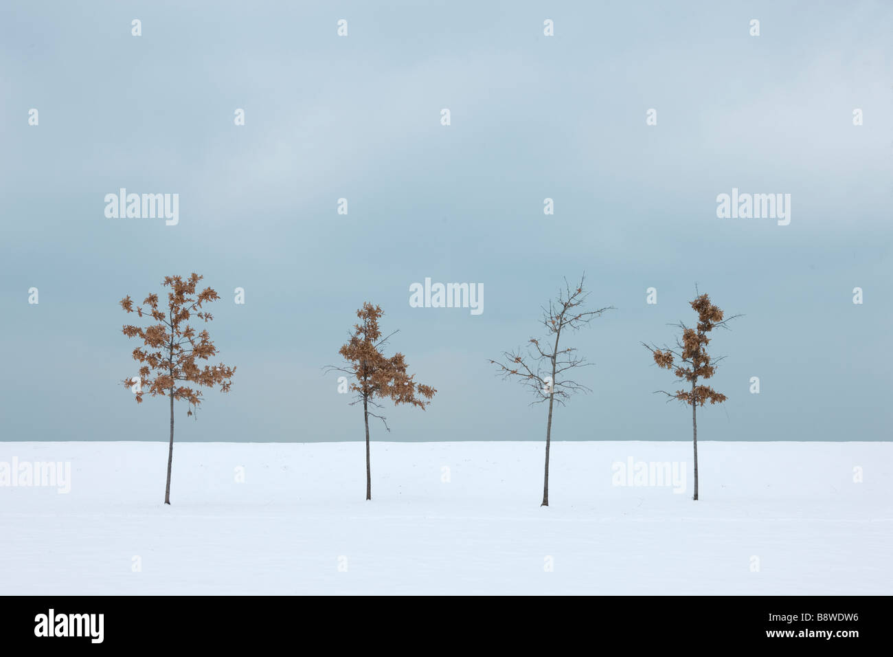 Sapling stand hi-res stock photography and images - Alamy