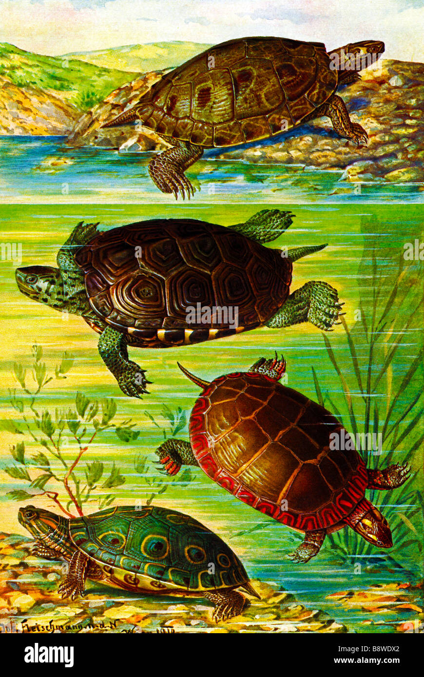 painted turtle (Chrysemys picta), tropical Slider Turtle Stock Photo ...