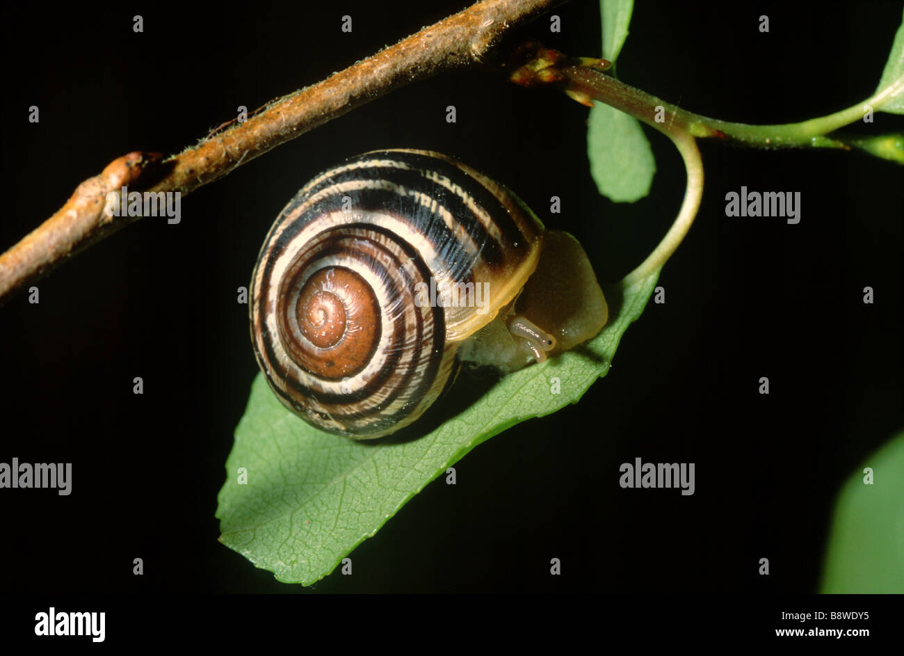Molusco invertebrado hi-res stock photography and images - Alamy