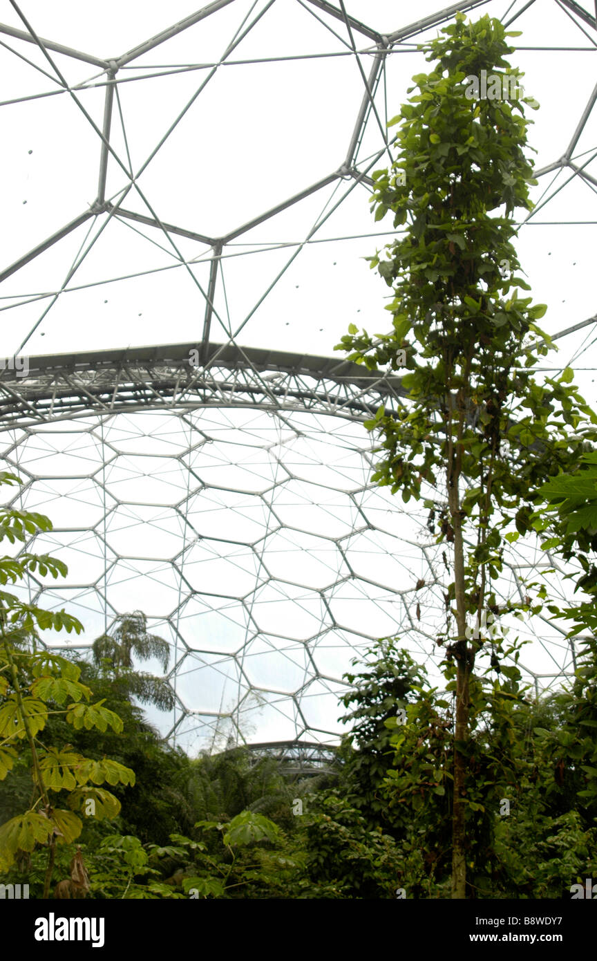 Tree for project hi-res stock photography and images - Alamy