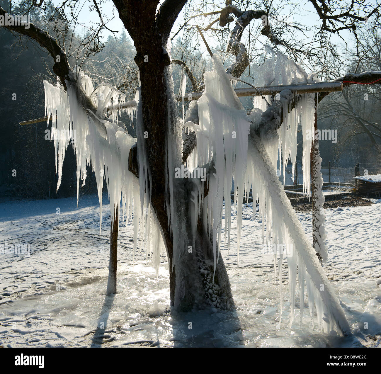 Ice covered tree in winter Stock Photo - Alamy
