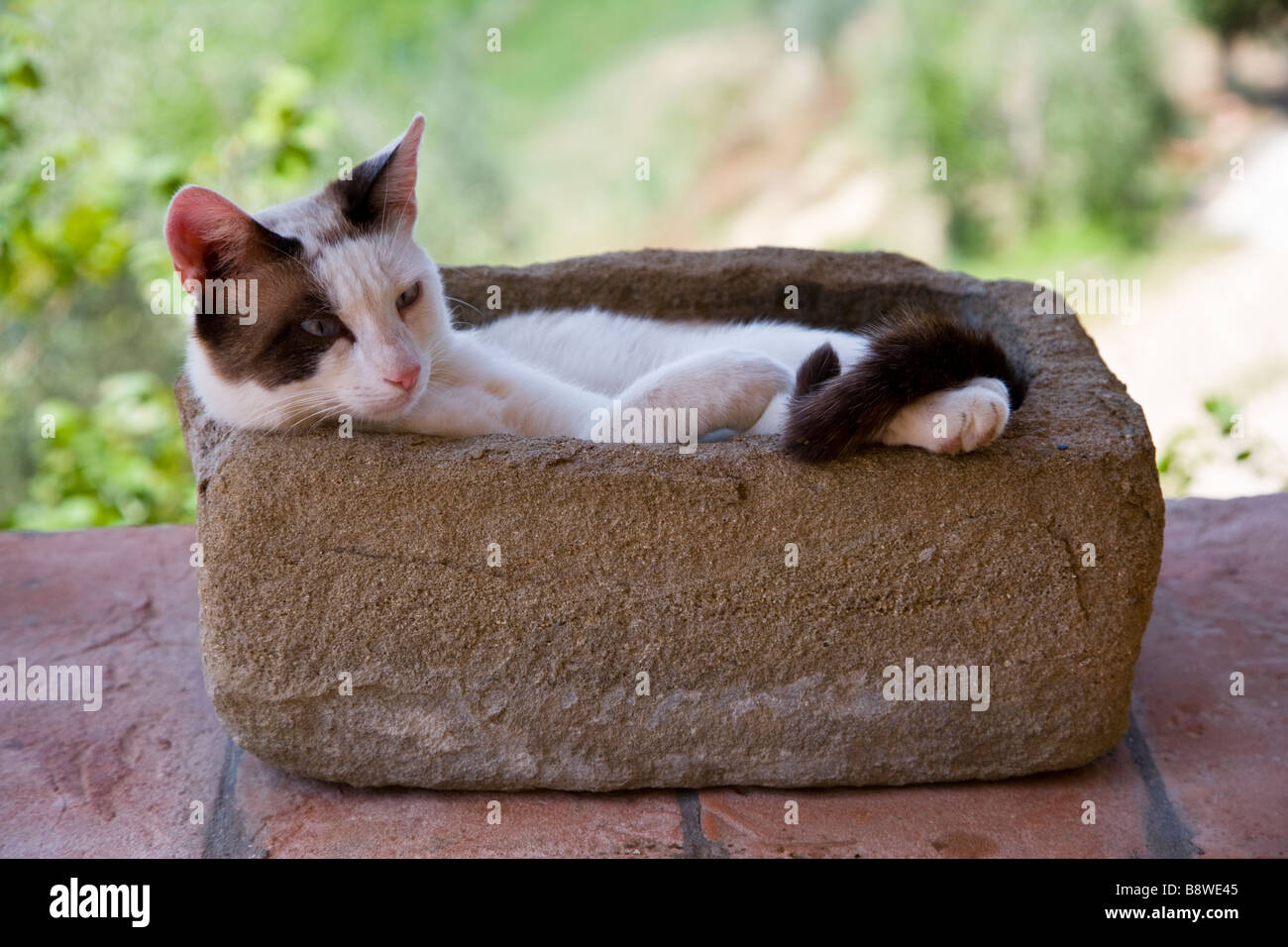 Cat planter hi-res stock photography and images - Alamy