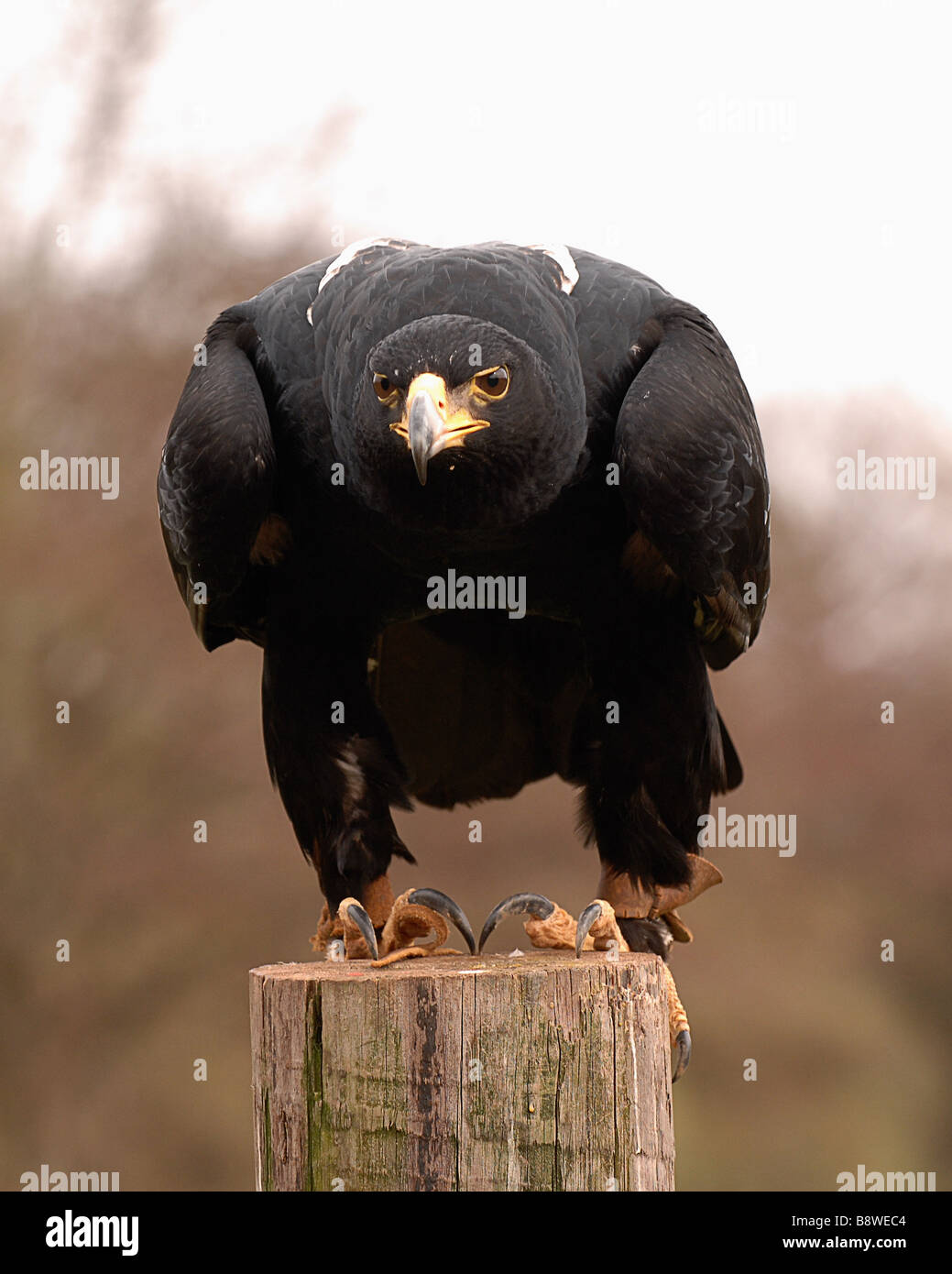 Verreaux Eagle - Aquila verreauxii Stock Photo - Alamy