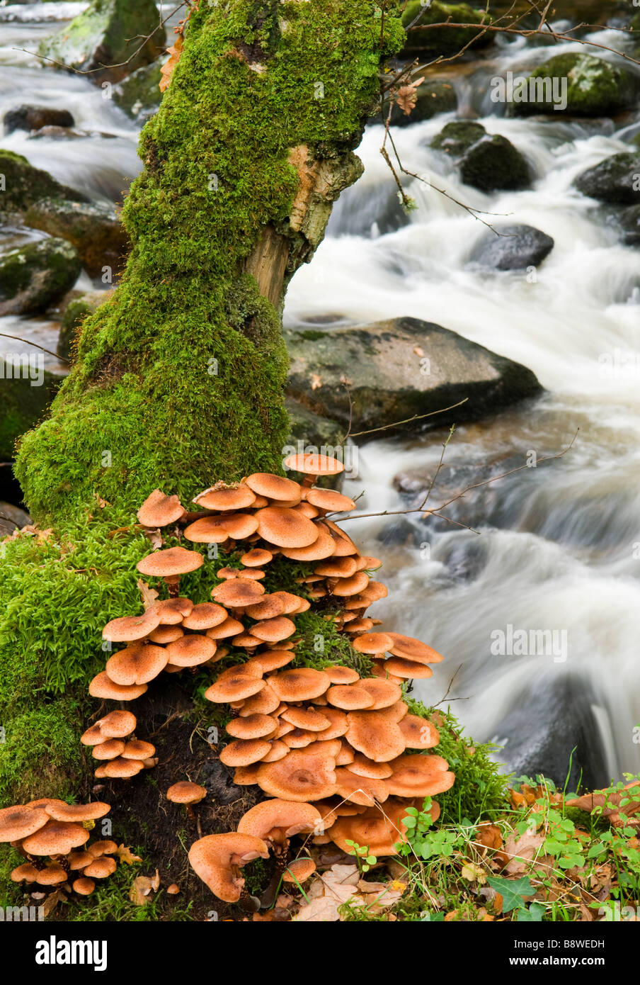 Clump of fungi growing on the base of a tree with white water of river ...