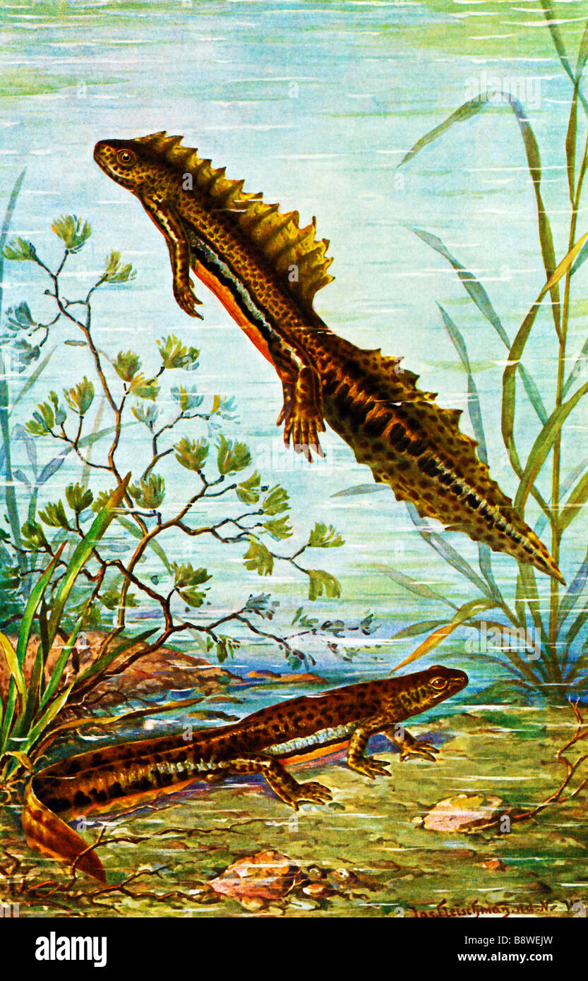 Southern Banded Newt (Ommatotriton vittatus Stock Photo - Alamy