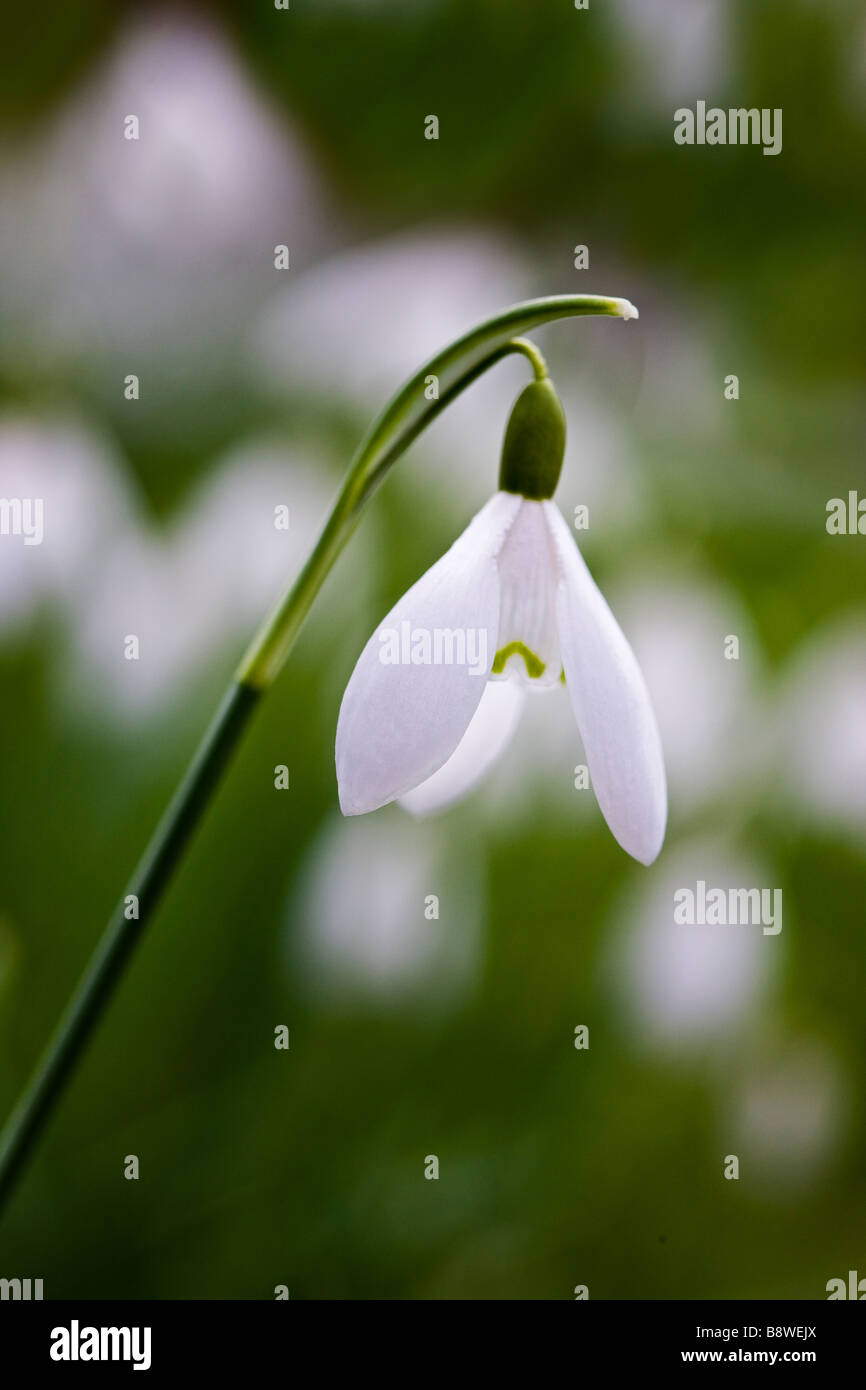 Spring snowdrop galanthus nivalis hi-res stock photography and images ...