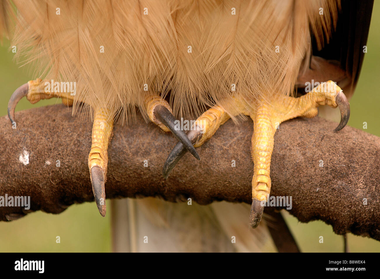 Eagles claws hi-res stock photography and images - Alamy