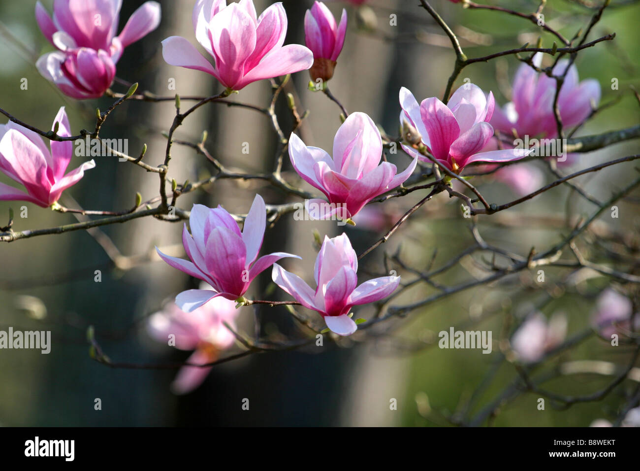 Japanese magnolia flowers hi-res stock photography and images - Alamy