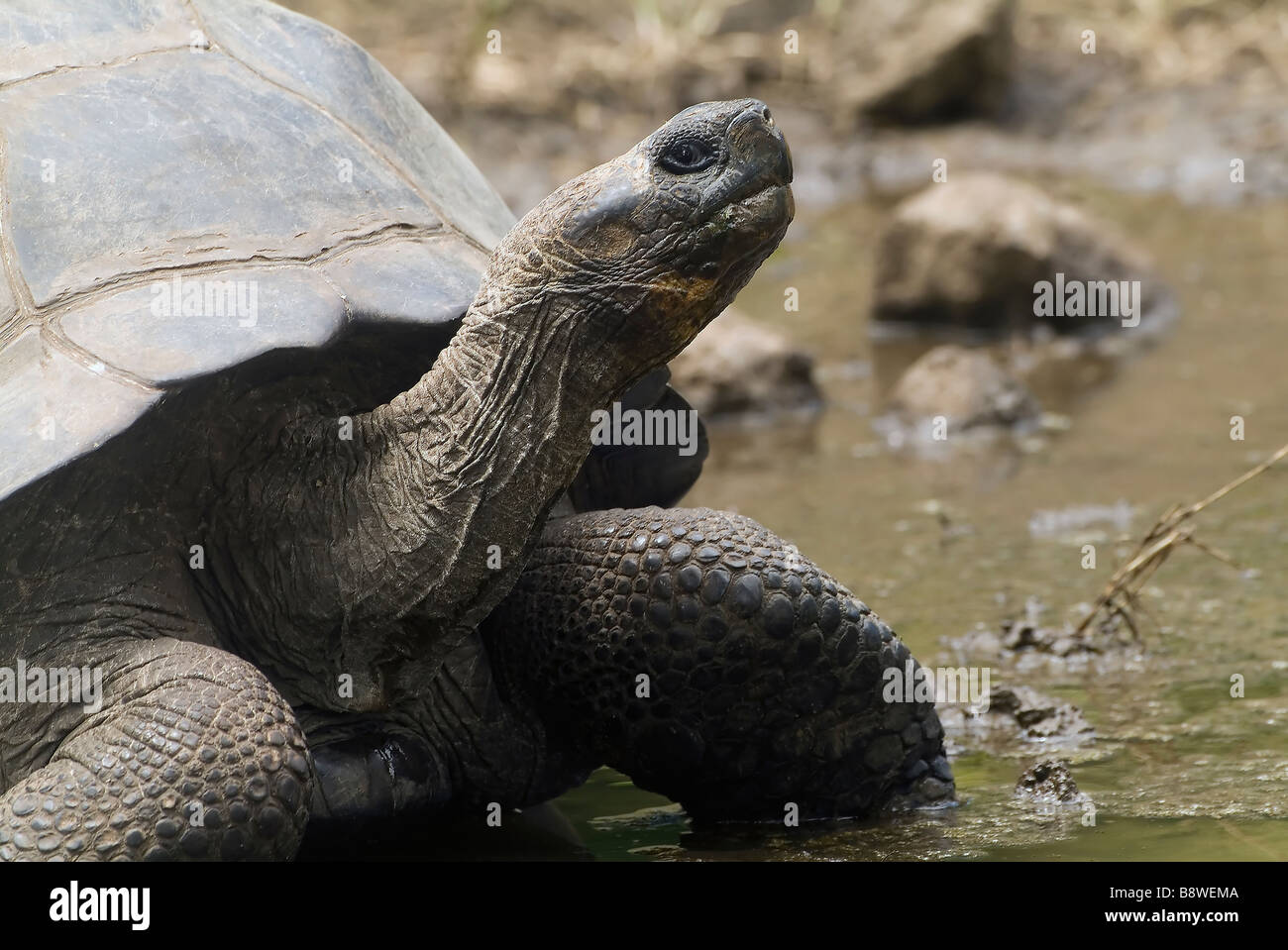 Galápagos Giant Tortoise Stock Photo - Alamy