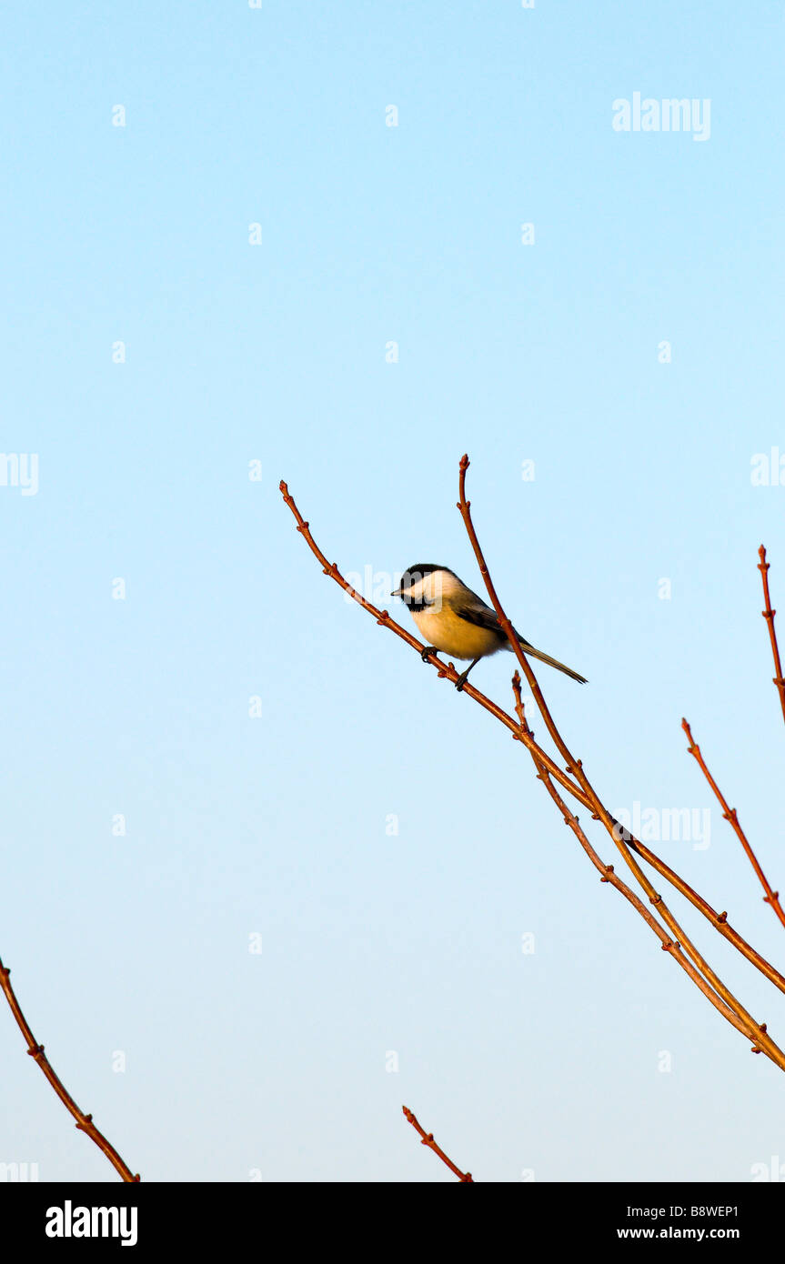 Black Capped Chickadee on spring branch Stock Photo - Alamy