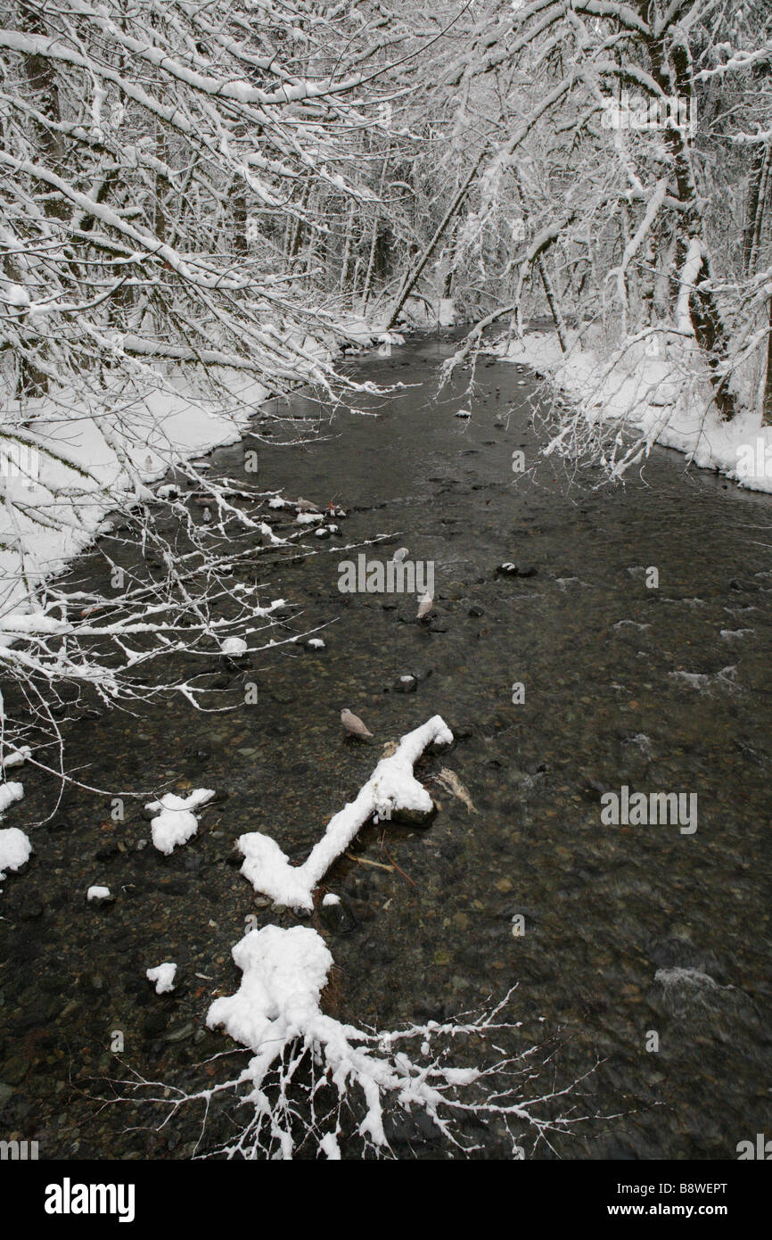 Salmon spawning stream in temperate rainforest with rare snowfall ...