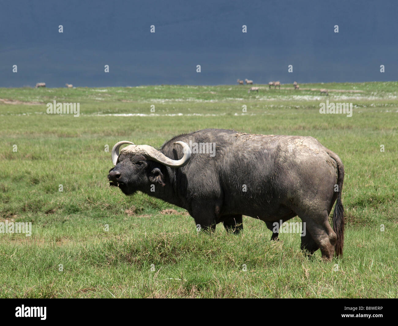 lone bull cape buffalo on floor of Ngorongoro crater, Tanzania, Africa ...