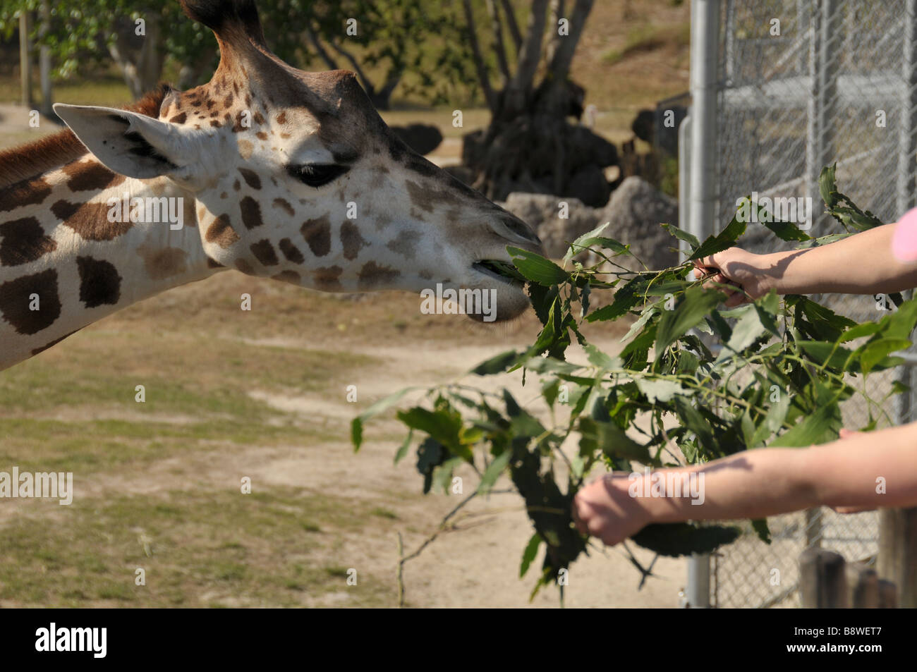 Giraffe being fed by children at zoo Stock Photo - Alamy