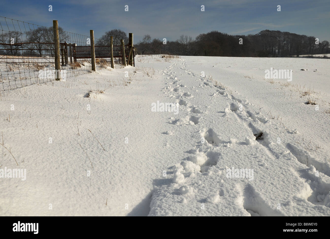 Footprints in deep snow on farm track Stock Photo - Alamy