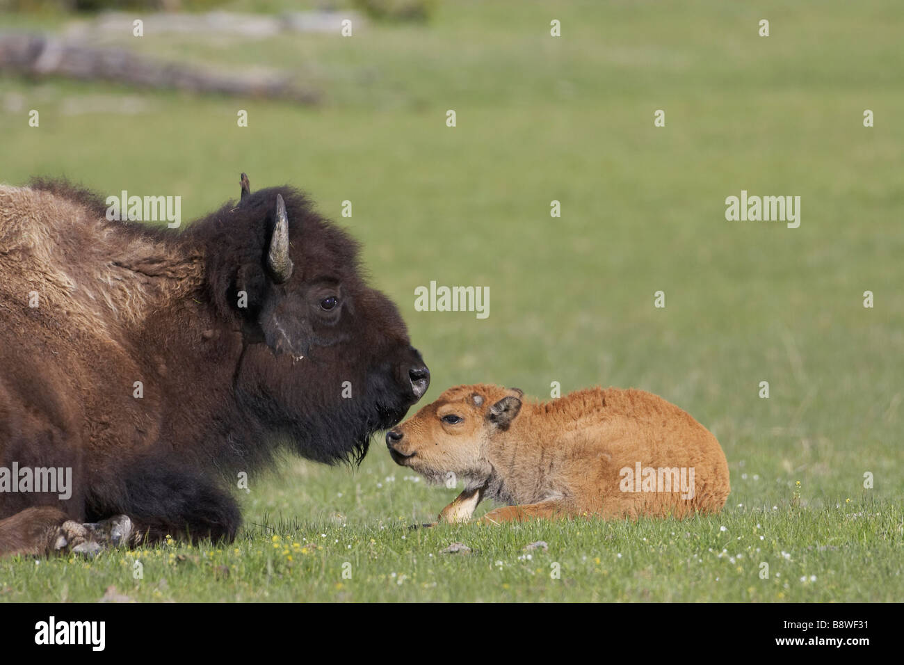 Bison young animal hi-res stock photography and images - Alamy