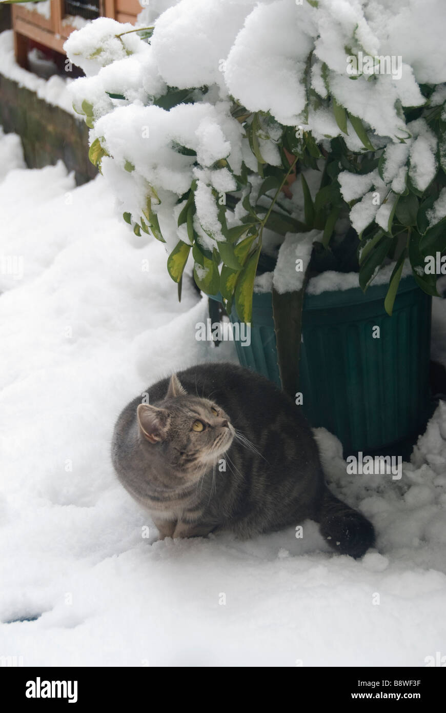 British Shorthair Silver Tabby cat playing in the snow Stock Photo - Alamy