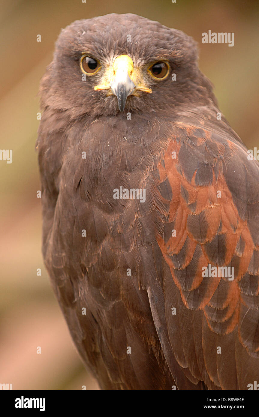 Harris Hawk - Parabuteo Unicinctus Stock Photo - Alamy