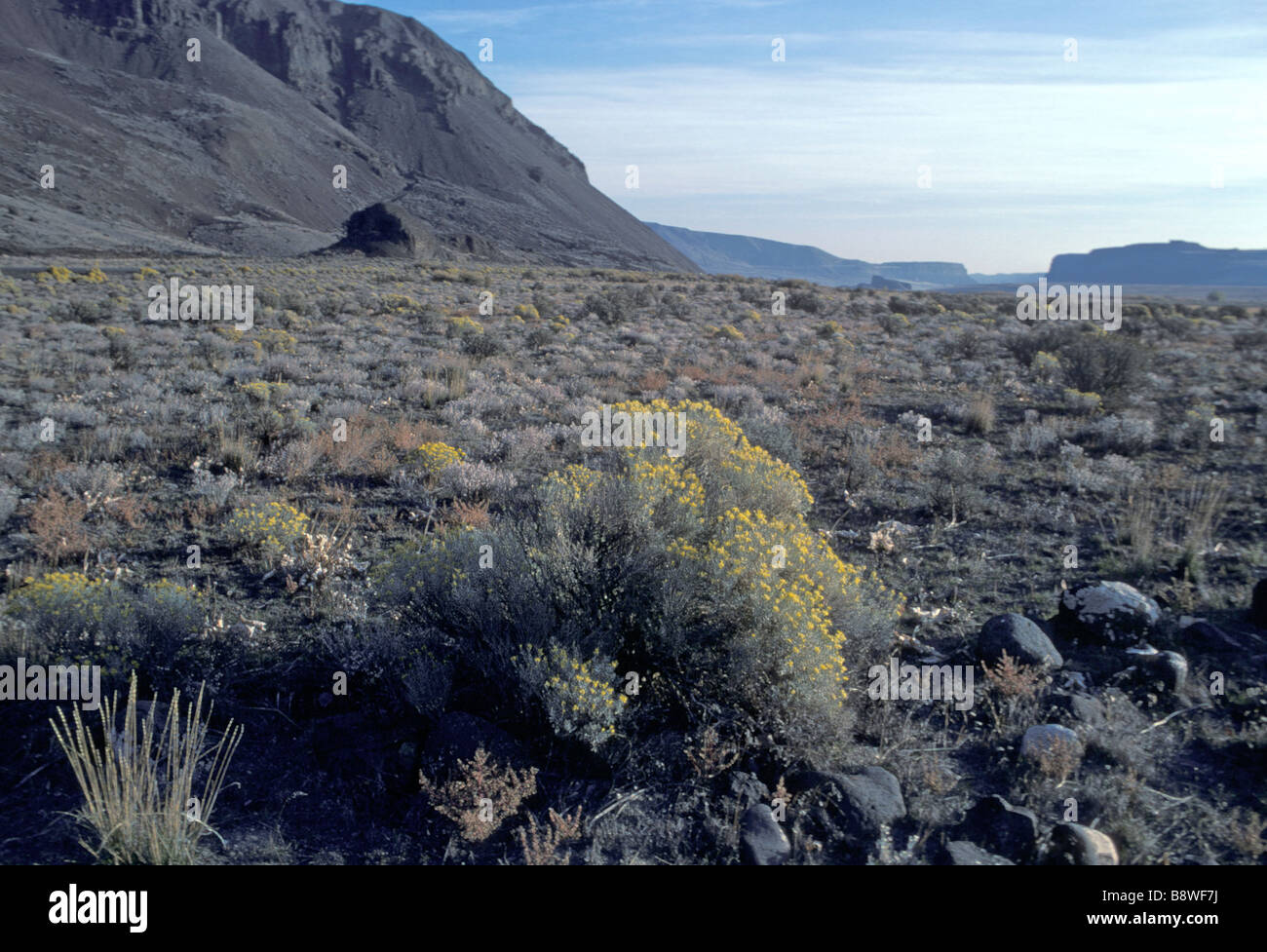 Rabbitbush hi-res stock photography and images - Alamy