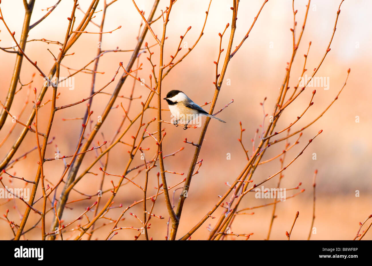 Friendly chickadee hi-res stock photography and images - Alamy