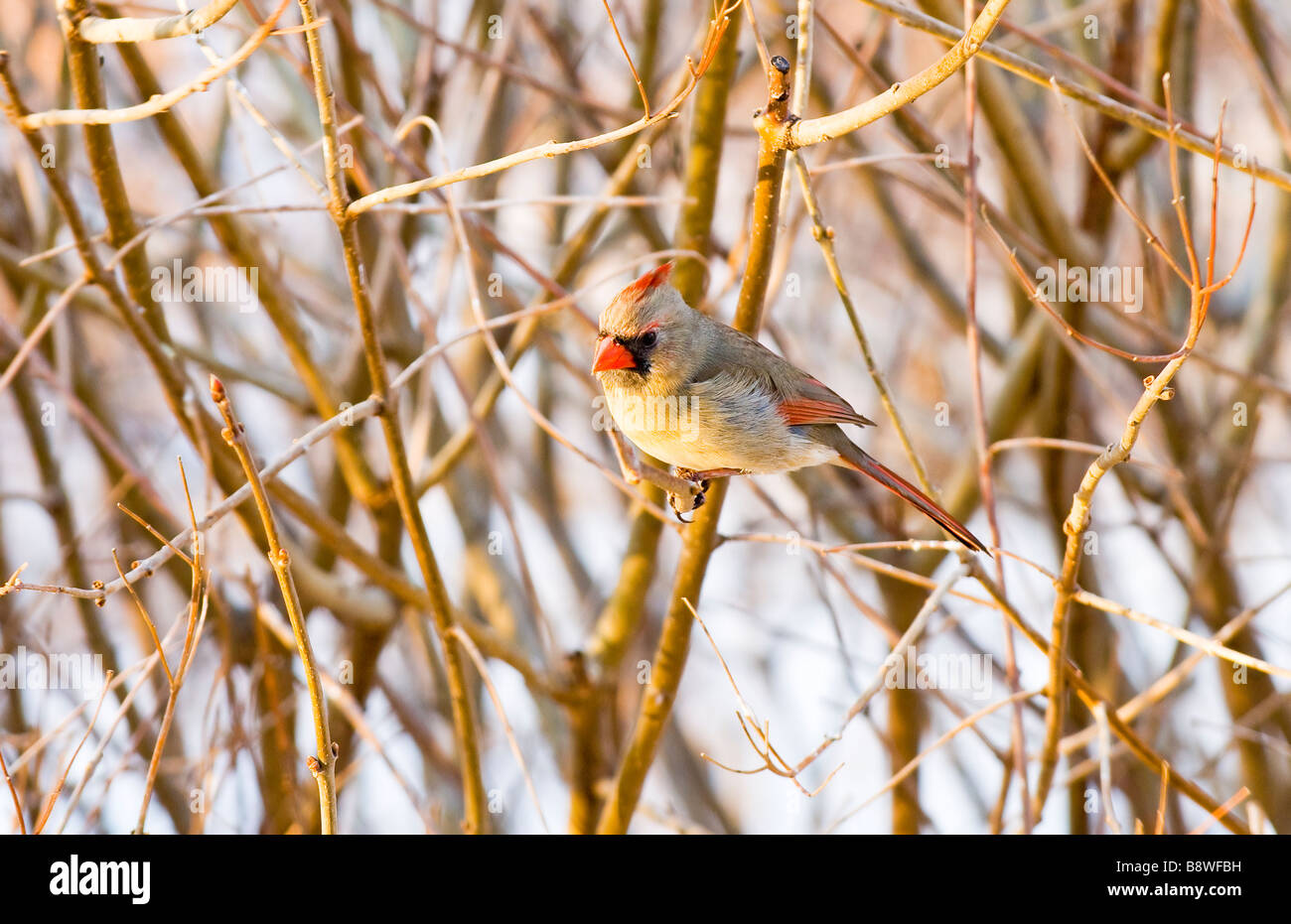 Female Cardinal on springtime bush Stock Photo - Alamy