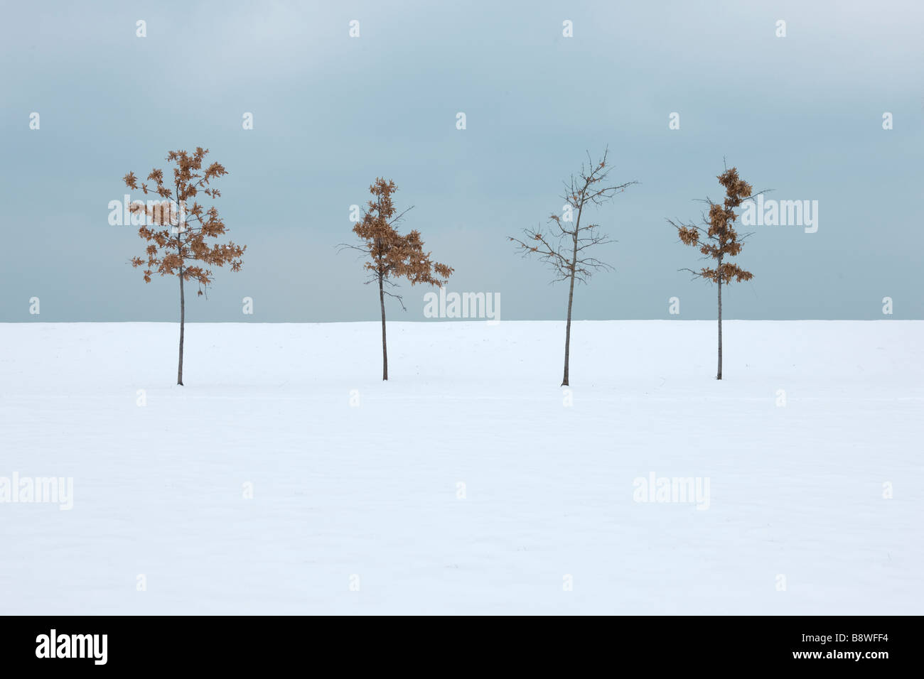 Four sapling trees stand in the winter snow along the shore of Lake ...