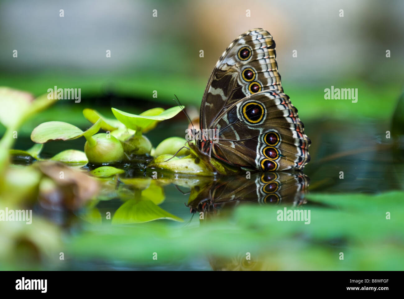 Butterfly Close Up Science Centre at Jasper Gunson blog