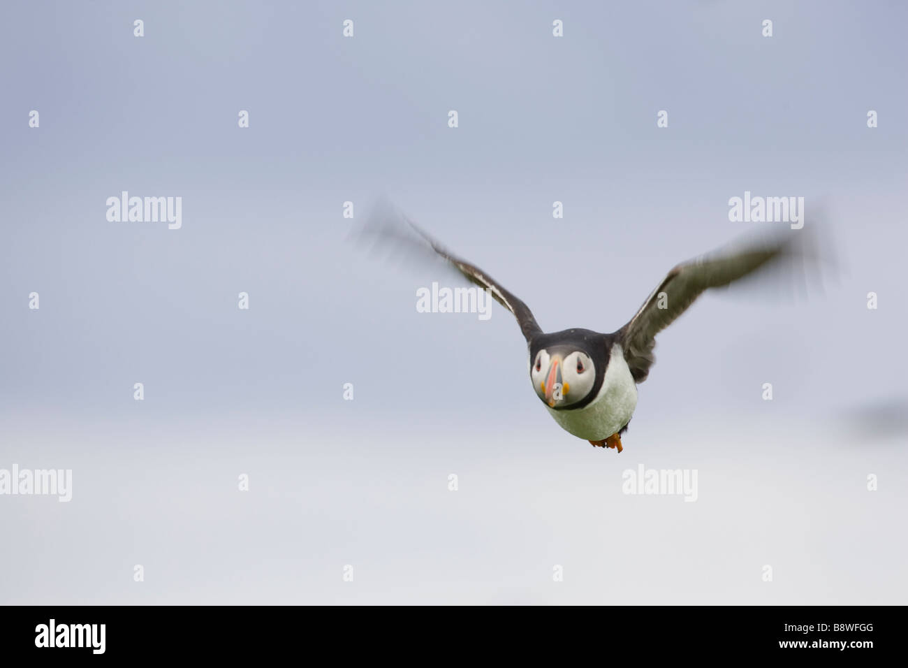 A Puffin in flight Stock Photo - Alamy