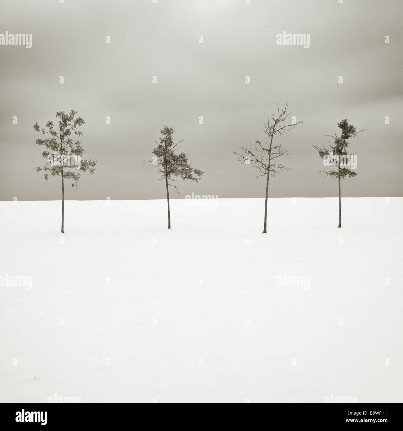 Sapling In Snow High Resolution Stock Photography and Images - Alamy
