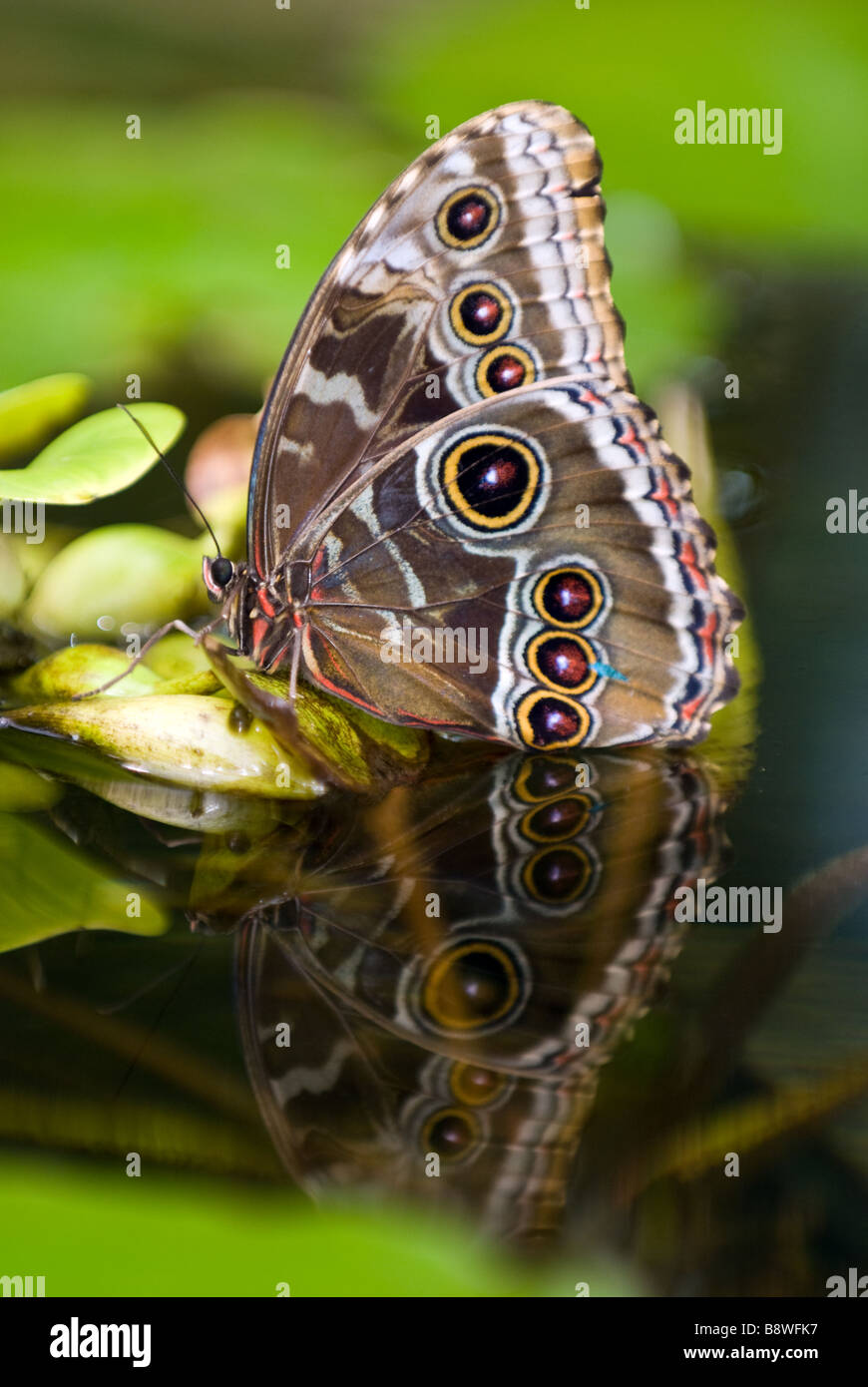 Butterfly Close Up Science Centre at Jasper Gunson blog