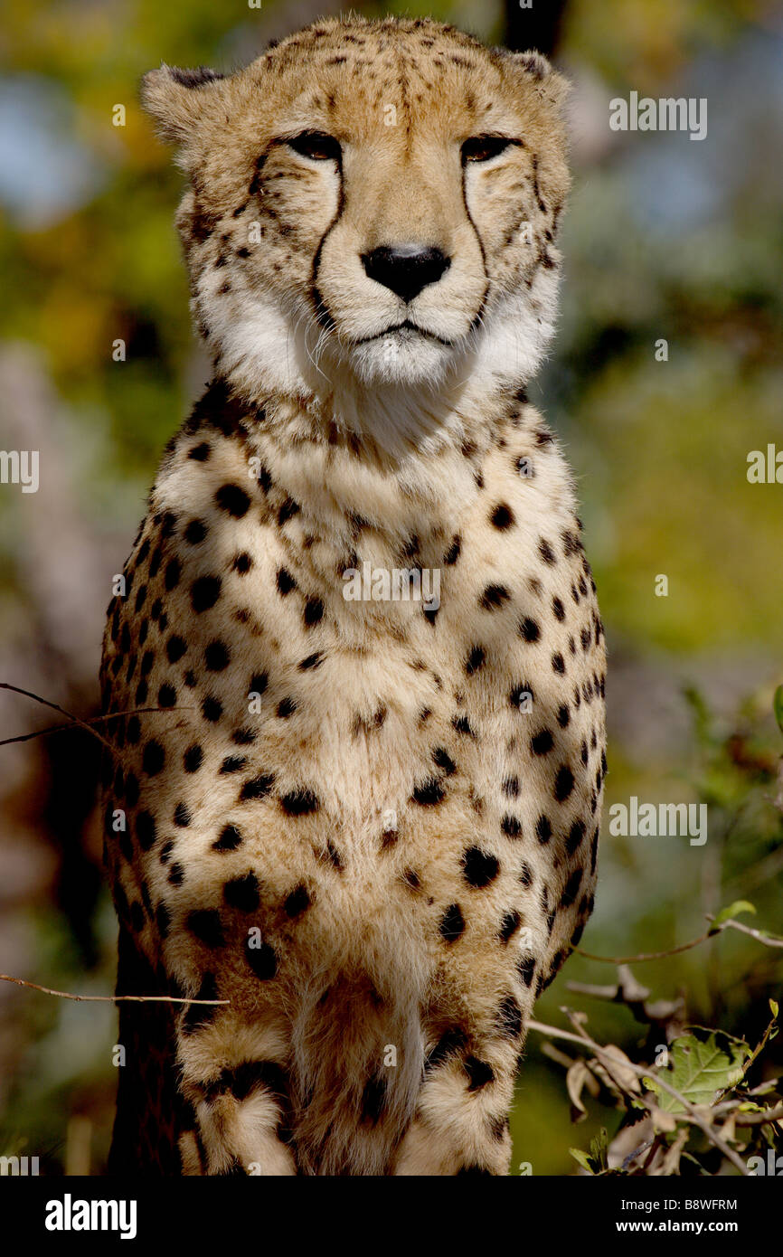 Male cheetah (wild Stock Photo - Alamy