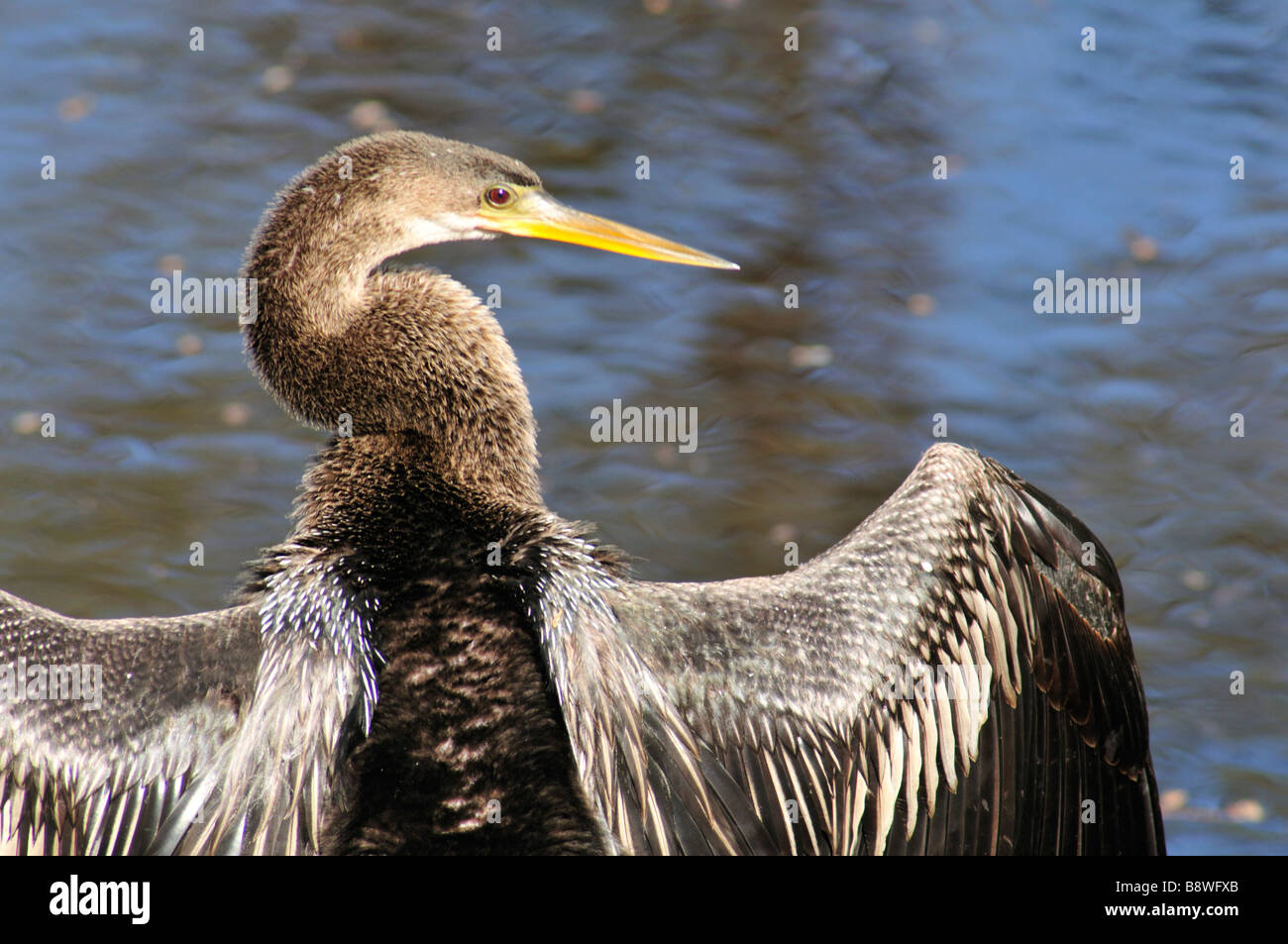 Anhinga spreading its wings to dry Stock Photo - Alamy