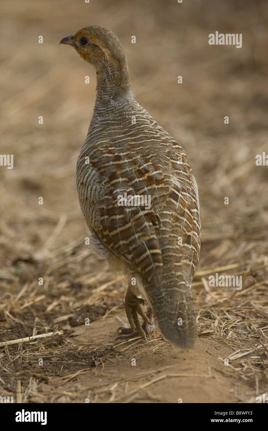 Grouse bird hi-res stock photography and images - Alamy