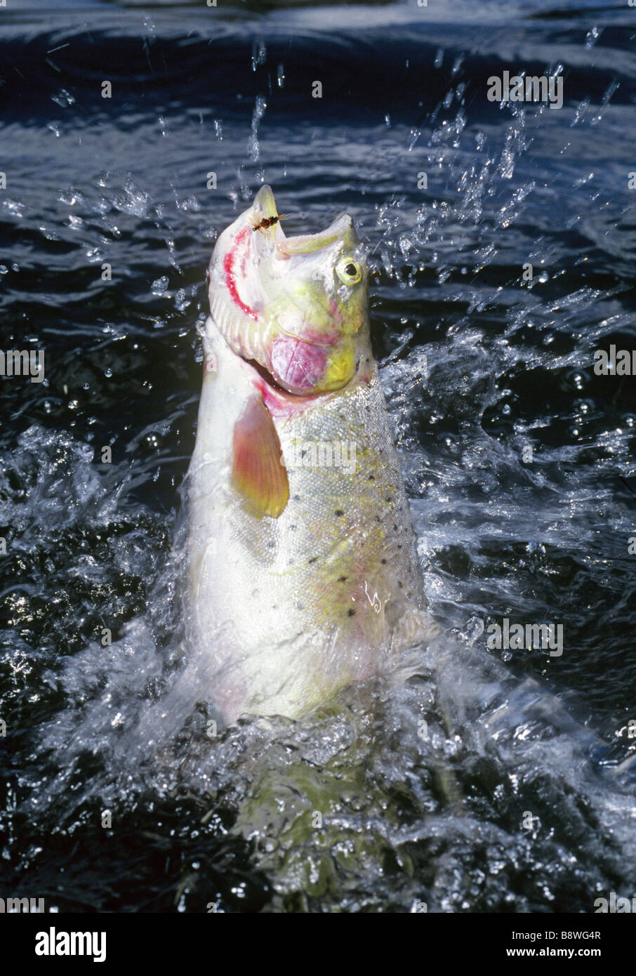 A large native cutthroat trout takes an artificial fly from a ...