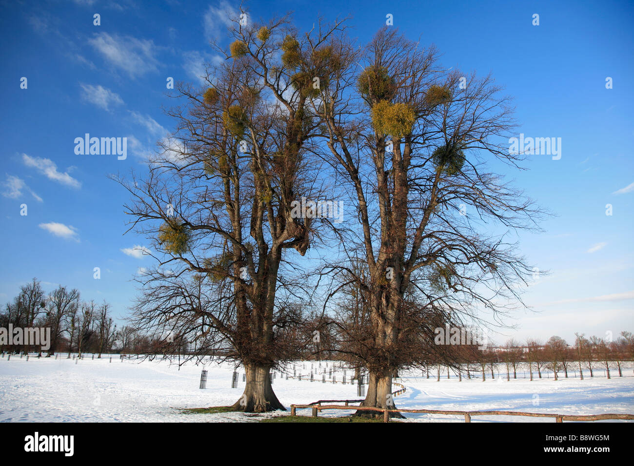 Mistletoe Bush Growing on Trees in English Woodland New Forest National ...