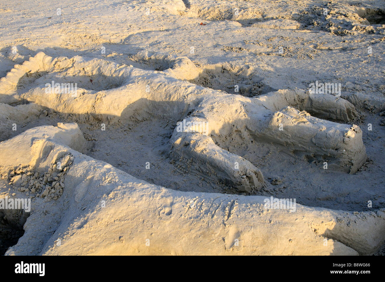 Florida alligator beach hi-res stock photography and images - Alamy