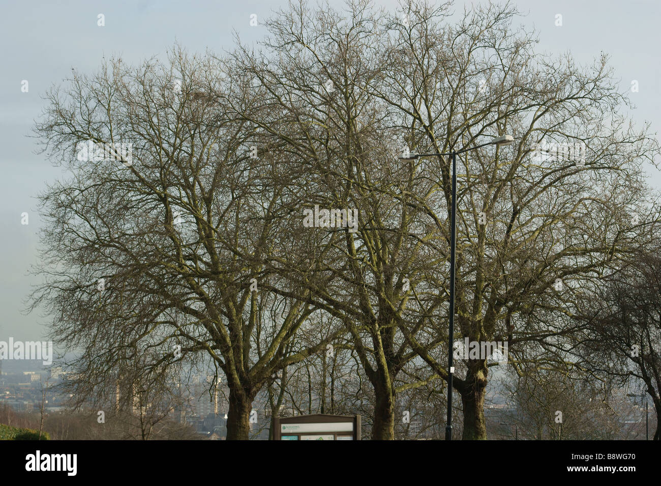 Row of bare Sycamore trees in as seen from Alexandra park. against a ...