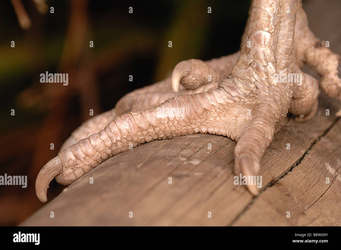 Peacock claws hi-res stock photography and images - Alamy