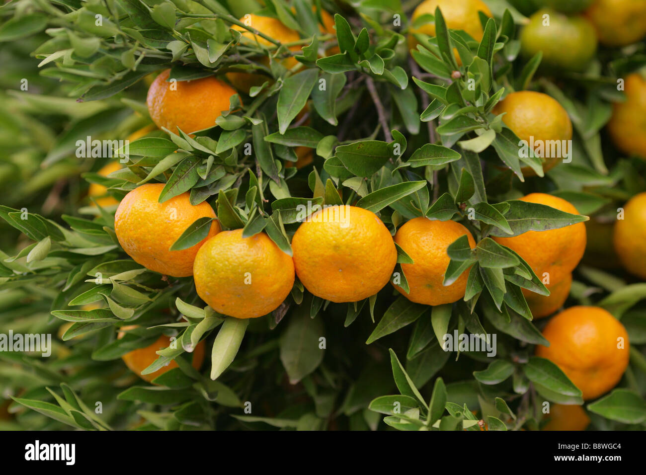 Mandarin on tree in hi-res stock photography and images - Alamy