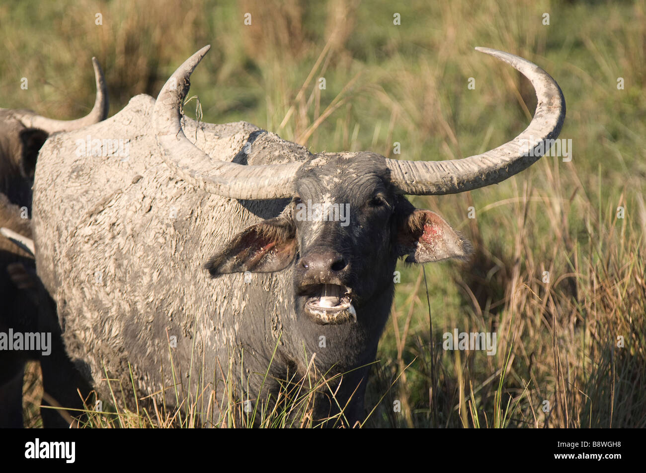 Wild Asian Water Buffalo Stock Photo - Alamy